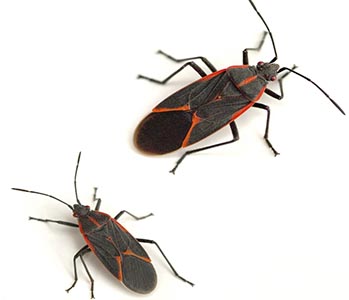 Boxelder Bug Control and Extermination in McHenry County | VexTech Pest ...